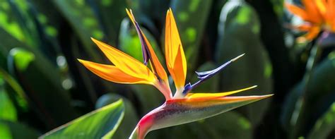 How To Propagate Bird Of Paradise [find Out Here]
