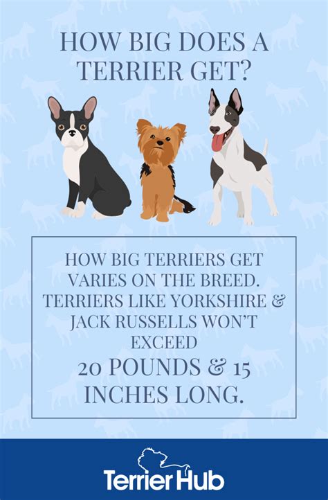 How Big Does A Terrier Get Terrier Hub