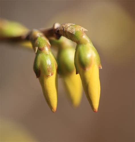 무료 이미지 분기 사진술 잎 식품 녹색 높은 생기게 하다 노랑 플로라 닫다 5d 고용하다 개나리 싹 마키 안녕 입술 해결 사이타마 카와