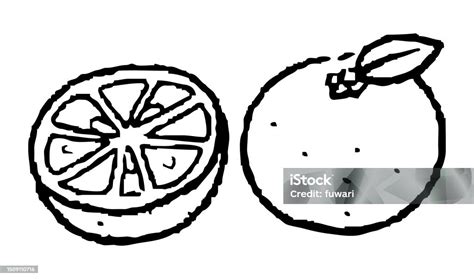 Handdrawn Line Drawing Illustration Of Okinawas Famous Fruit The Seekwurzer Stock Illustration