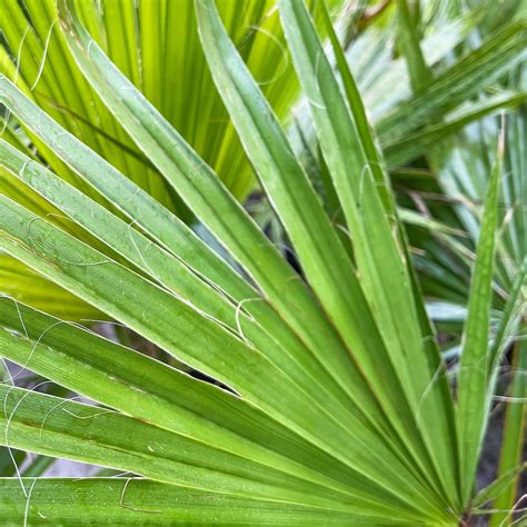 Washingtonia Robusta 80 Cm
