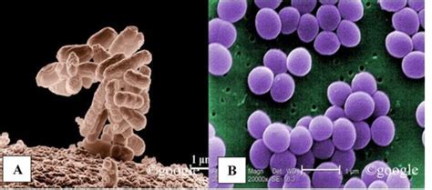 Test Bacteria A Staphylococcus Aureus B Escherchia Coli Download