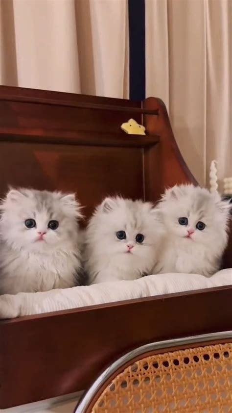 The Cutest White Cats To Melt Your Heart 😻 ️