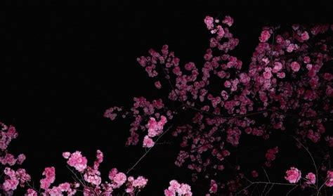 Sakura 🎀 Papel De Parede Pc 1366x768 Hd Dicas Enem Fundo De Parede