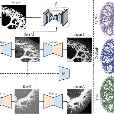 Left An Illustration Of CycleGAN With An Additional Segmentation Download Scientific Diagram