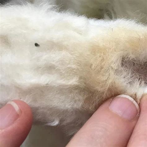 Pdf Rabbit Socks For Pododermatitis Or Foot Wounds Pdf Rabbit Socks For Pododermatitis Or Foot Wounds