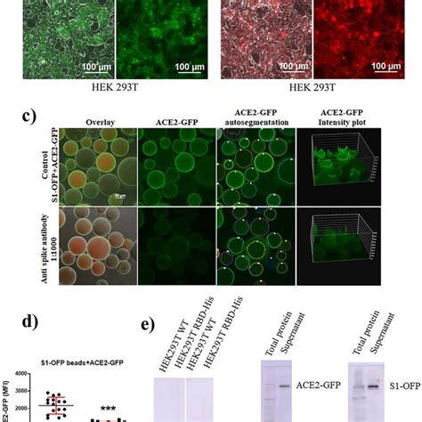 A Validation Of The S1 Ofp Ace2 Gfp Bead Assay Using Diverse