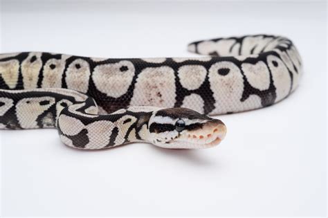 Pastel Tsk Axanthic Het Desert Ghost コノミチワガミチ