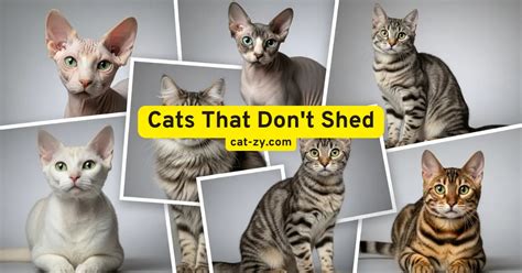 Cats That Dont Shed 7 Amazing Breeds Cat Zy