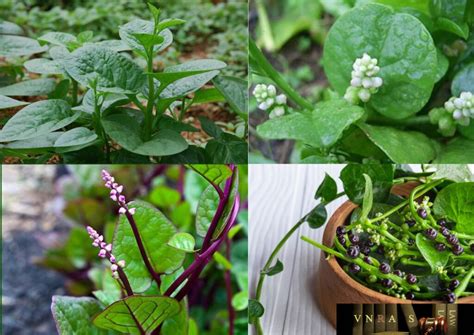 Cây Mồng Tơi Mồng Tơi Đỏ Mồng Tơi Tía Lạc Quỳ Những Cây Thuốc Và