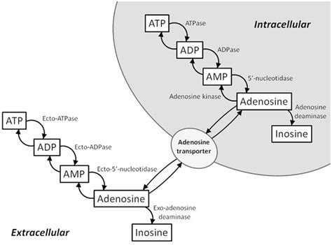 Adp Amp