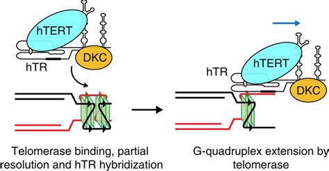 Proposed Model For Telomerase Action At Telomeric G Quadruplexes