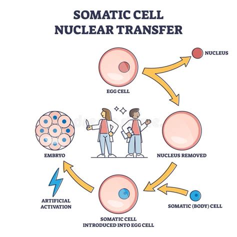 Somatic Cells