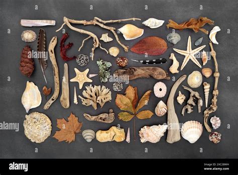 Nature Study Collage Selection Of Natural Objects With Driftwood Sea