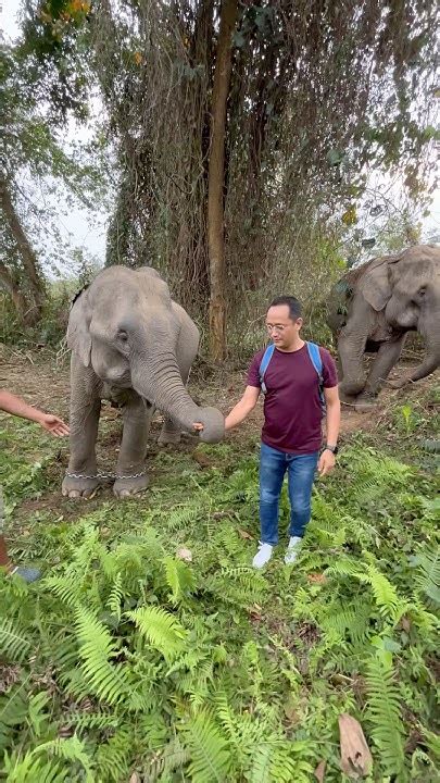 Cute Ele Calf Youtube