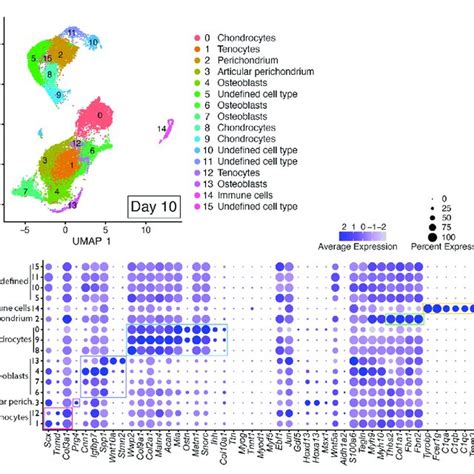 Scrnaseq Analysis Of Day 7 In Vitro Cultures Identifies Multiple Early Download Scientific