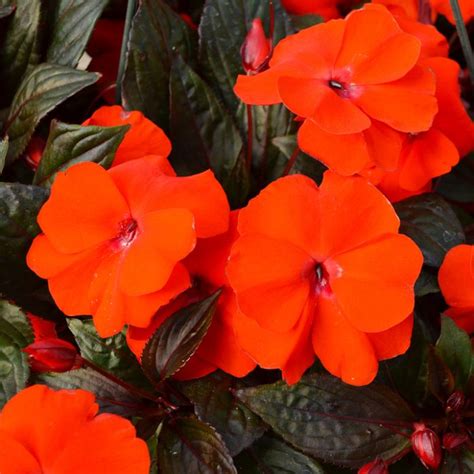 Impatiens Laranja New Guinea Impatiens Sun Patiens Nu Leaf