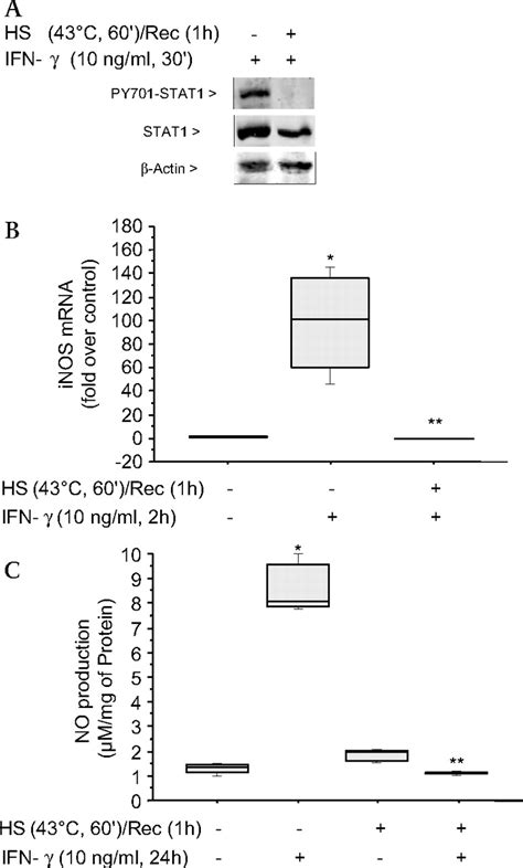 Activation Of The Stress Protein Response Inhibits The Stat1 Signalling