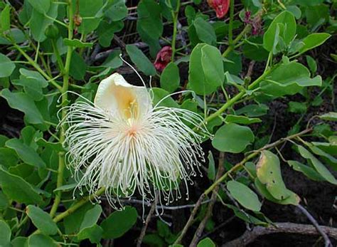 Capparis Sandwichiana Maiapilo Native Caper Higher Plants And Ferns