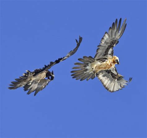 Die Bartgeier Breiten Sich Weiter Aus Stiftung Pro Bartgeier