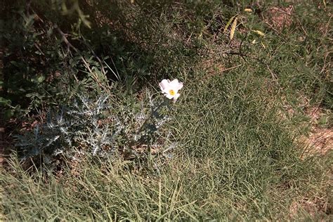 Public Domain Picture A Single White Wildflower Amongst Desert Weeds