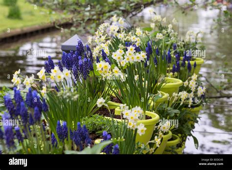 Spring Flower Bulbs In Containers