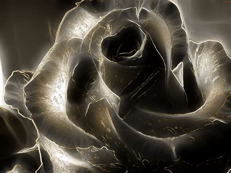 Black Rose Wallpapers Top Free Black Rose Backgrounds Wallpaperaccess