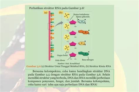 Perbedaan Dna Dan Rna