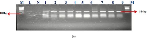 Figure 1 From Prevalence Of Class 1 Integron And In Vitro Effect Of Figure 1 From Prevalence Of Class 1 Integron And In Vitro Effect Of