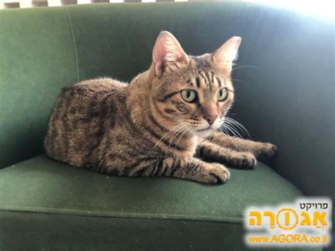 תמונה של חתול למסירה בחינם מודעה 2975981