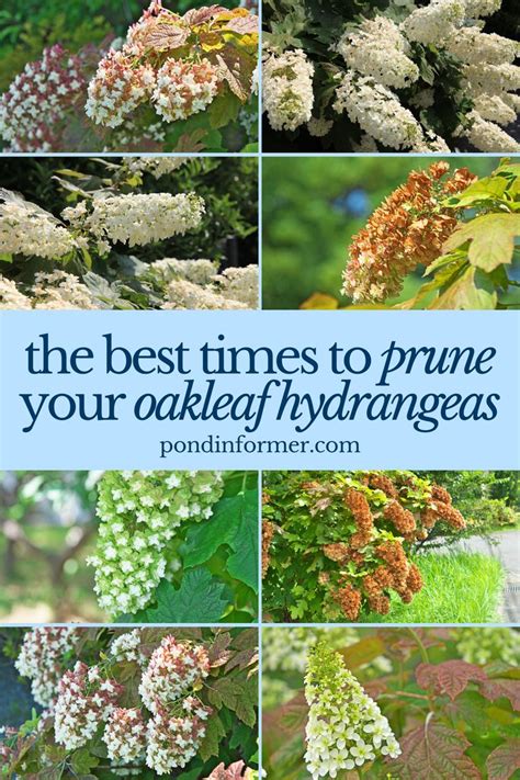 The Best Times To Prune Oakleaf Hydrangeas For Bigger Flowers Oakleaf Hydrangea Hydrangea