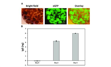 Secretion Of Igg From Encapsulated Clone 6b1 Cells A Representative Download Scientific