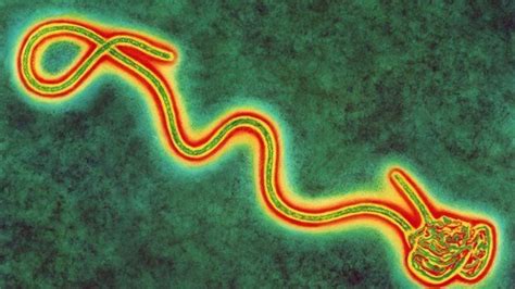 Ebola Is Bushmeat Behind The Outbreak Bbc News