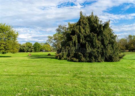 Large Grass Area In A Park On A Sunny Dy Stock Image Image Of Open