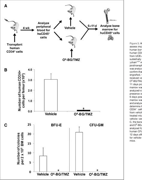 Figure 1 From Humanized Bone Marrow Mouse Model As A Preclinical Tool To Assess Therapy Mediated