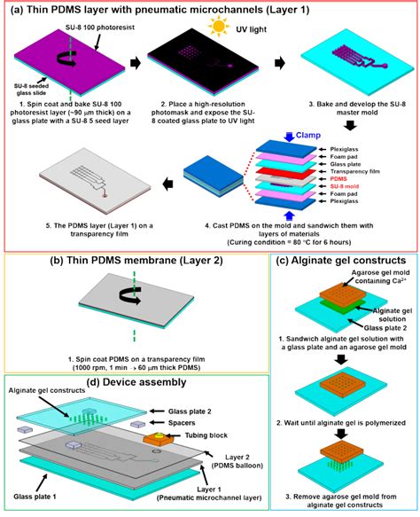 A Microfluidic Platform For Stimulating Chondrocytes With Dynamic Compression Video Jove