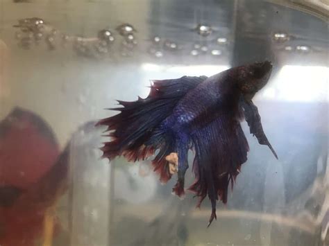 White Patch On Betta Fish Effective Treatment