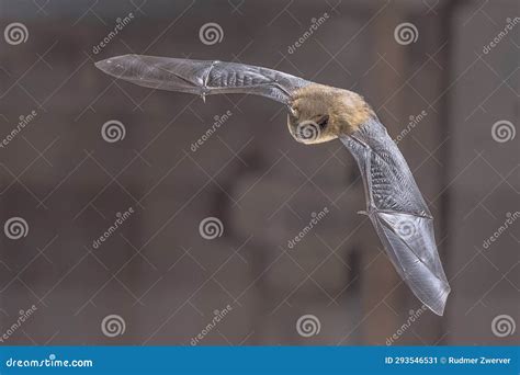 Flying Pipistrelle Bat In Darkness Stock Image Image Of Netherlands Hair 293546531