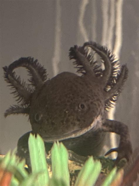 Daquavius R Axolotls