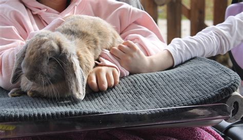 Centre De Jour Danderlecht — Creb Asbl Centre De Jour Danderlecht — Creb Asbl