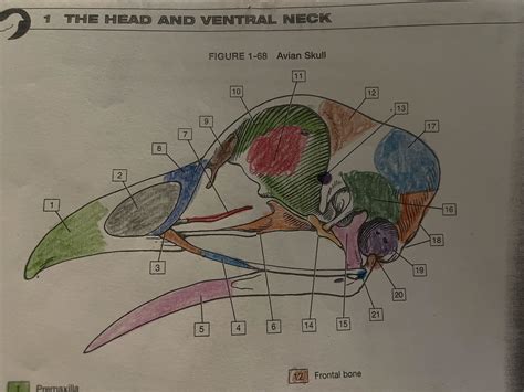 Avian Skull Diagram Quizlet