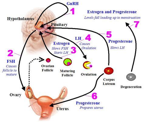 The Sequence Of Hormonal Events The Following Figure Offers An Overview