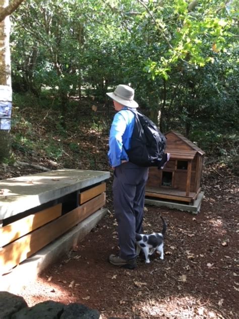 Feral Cat Segmentation Instance Segmentation Model By Paul Cashman