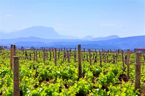 Domaine Cazes Fédération Des Vignerons Indépendants Du Roussillon