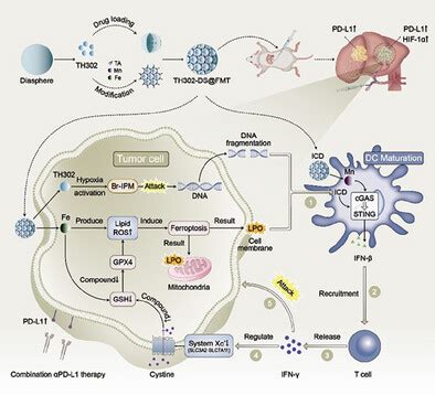 Hypoxia‐ And Ph‐responsive Metal‐phenolic Network‐engineered
