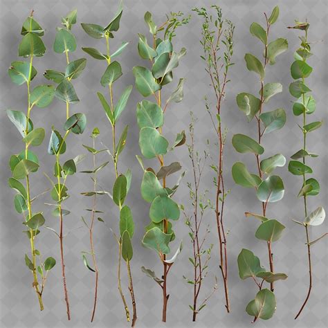 Premium Psd Eucalyptus Branches With Long Narrow Leaves And Thin