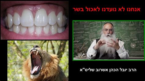 אנחנו לא נועדנו לאכול בשר הרב יובל הכהן אשרוב שליטא Youtube