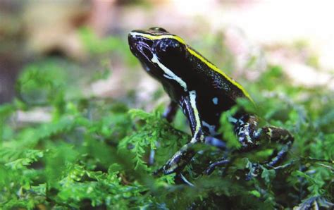 Plan De AcciÓn Para La ConservaciÓn De Los Anfibios En PanamÁ