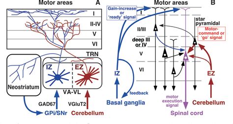 Figure 9 From Two Types Of Thalamocortical Projections From The Motor