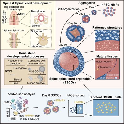 Modeling Human Spine Spinal Cord Organogenesis By Hpsc Derived